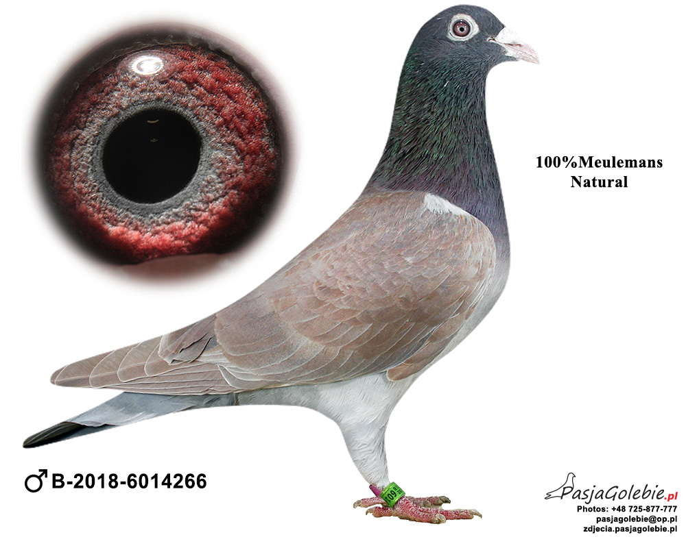 100 % Meulemans Choco-Natural - Profesjonalny portal aukcyjny gołębi ...