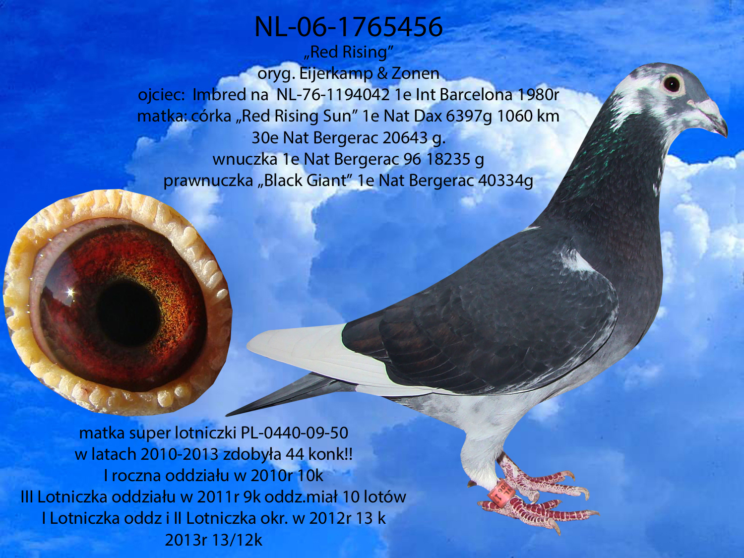 Artur Pawlik - Profesjonalny portal aukcyjny gołębi pocztowych, gołębie ...