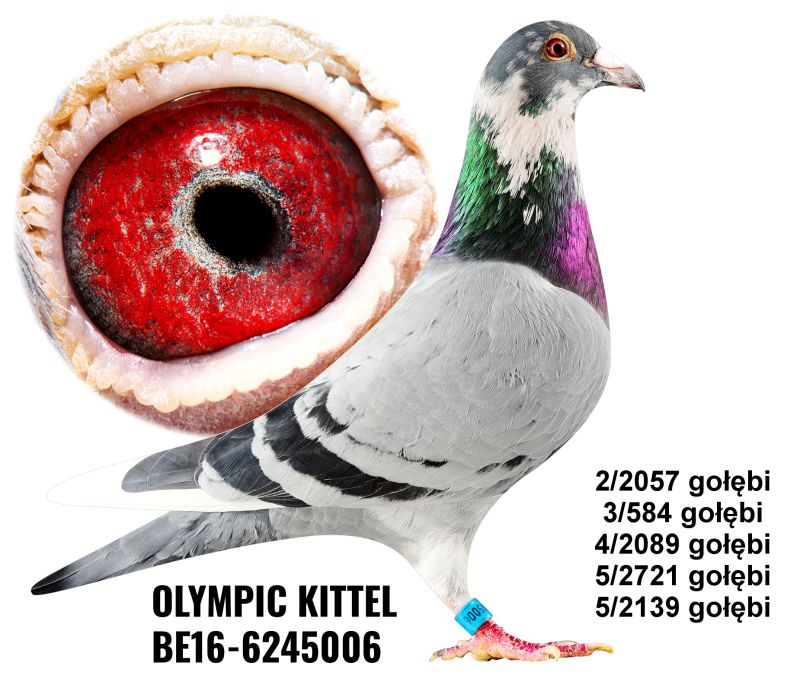 DV-03294-19-849 Super inbred linii "Kittel" Dirka van Den Bulcka ...