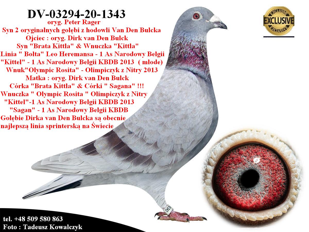 DV-03294-20-1343 Super inbred linii " Kittel " Dirka van Den Bulcka - Profesjonalny portal ...