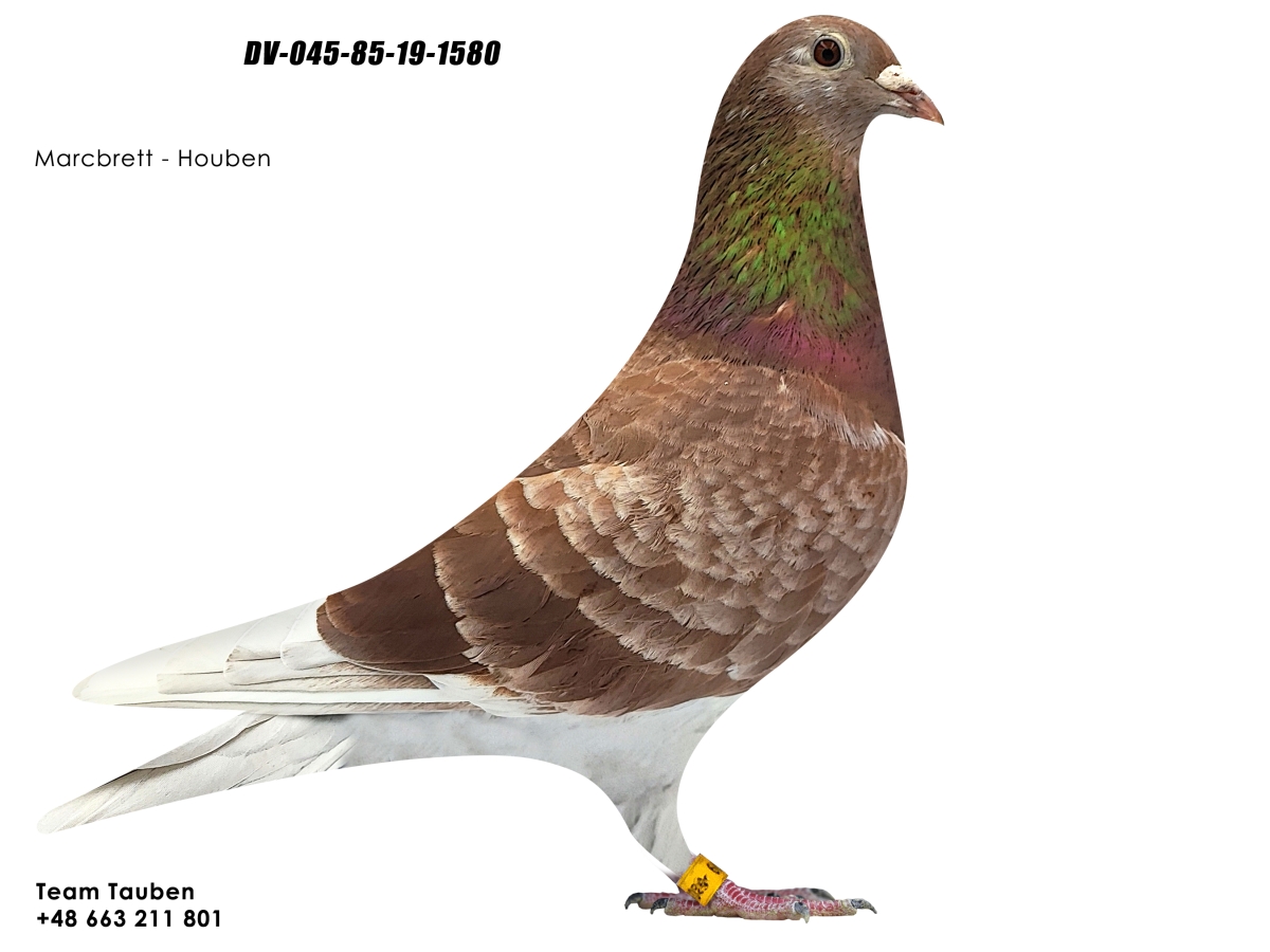 DV-045-85-19-1580 MARCBRETT-HOUBEN - Professional pigeon auction portal ...