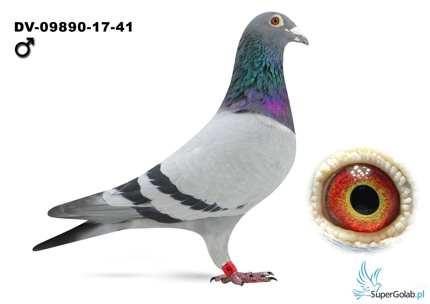 DV-09890-17-41 - Profesjonalny portal aukcyjny gołębi pocztowych ...
