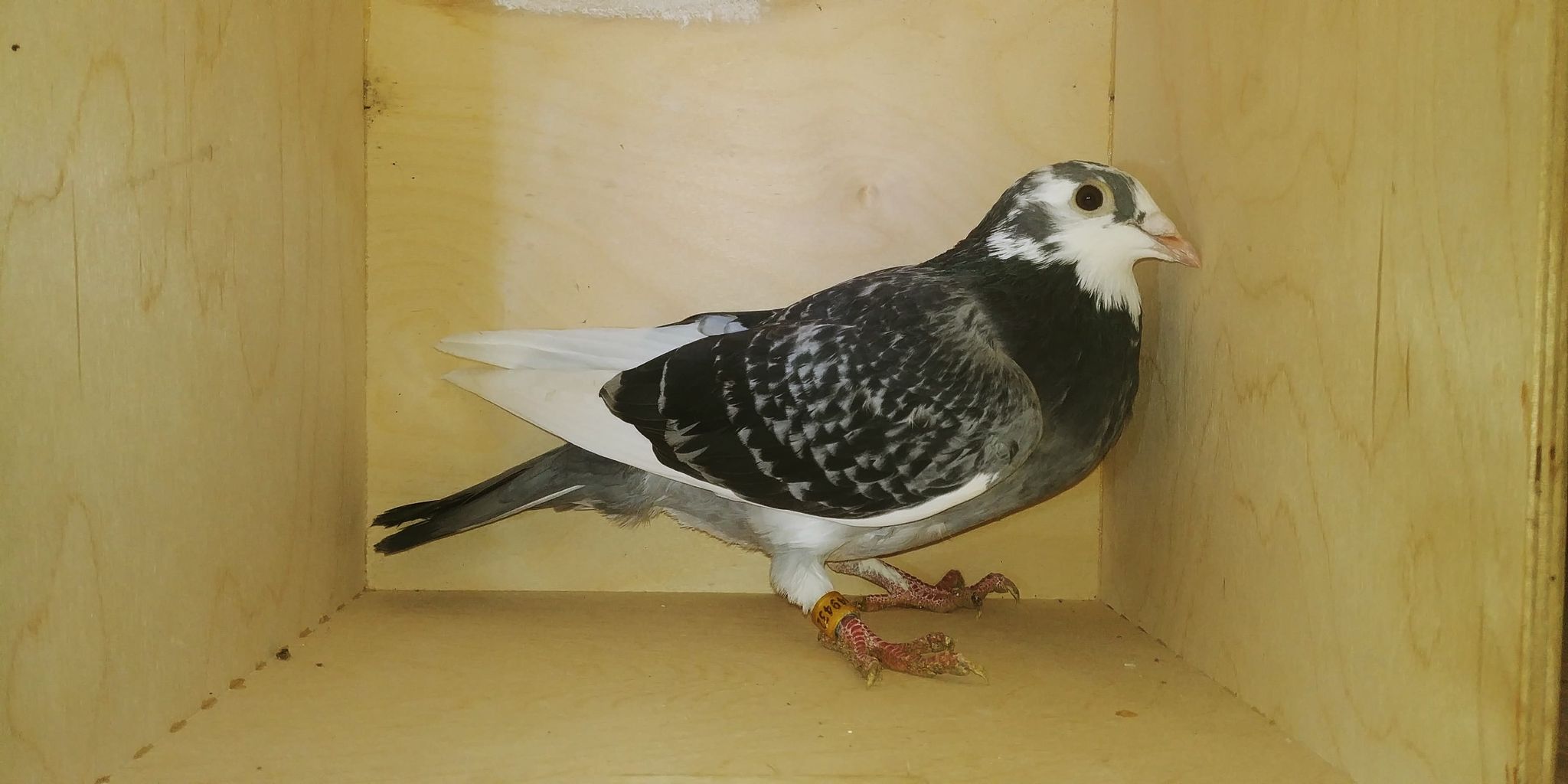 Gołębie pocztowe od Engelen Roger - Profesjonalny portal aukcyjny ...