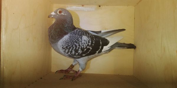 Gołębie pocztowe od Engelen Roger - Professional pigeon auction portal ...
