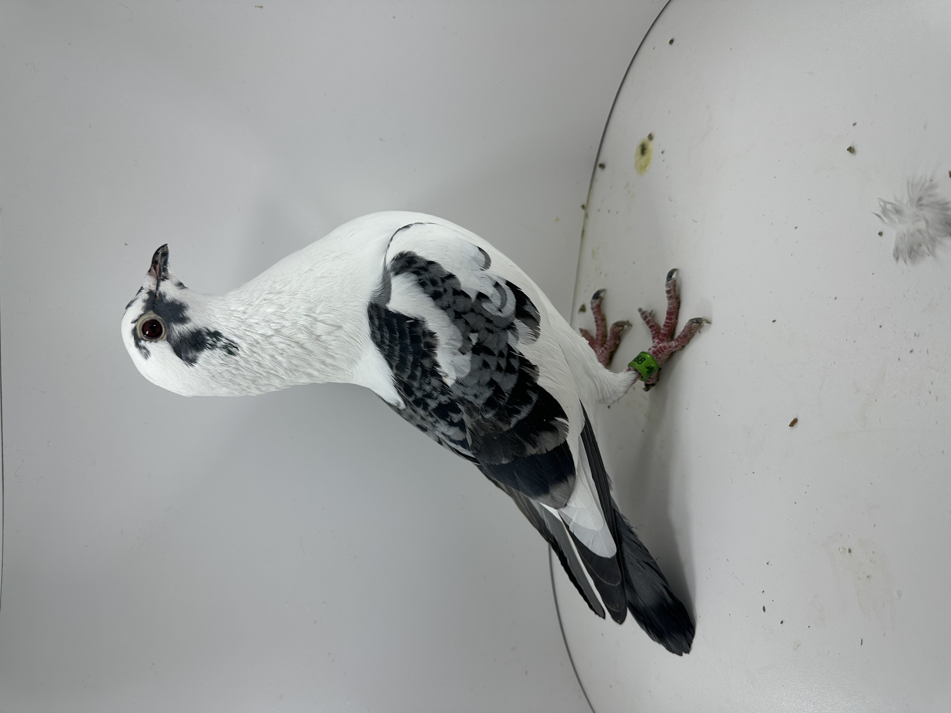 Marcin Zborowski - Profesjonalny portal aukcyjny gołębi pocztowych ...