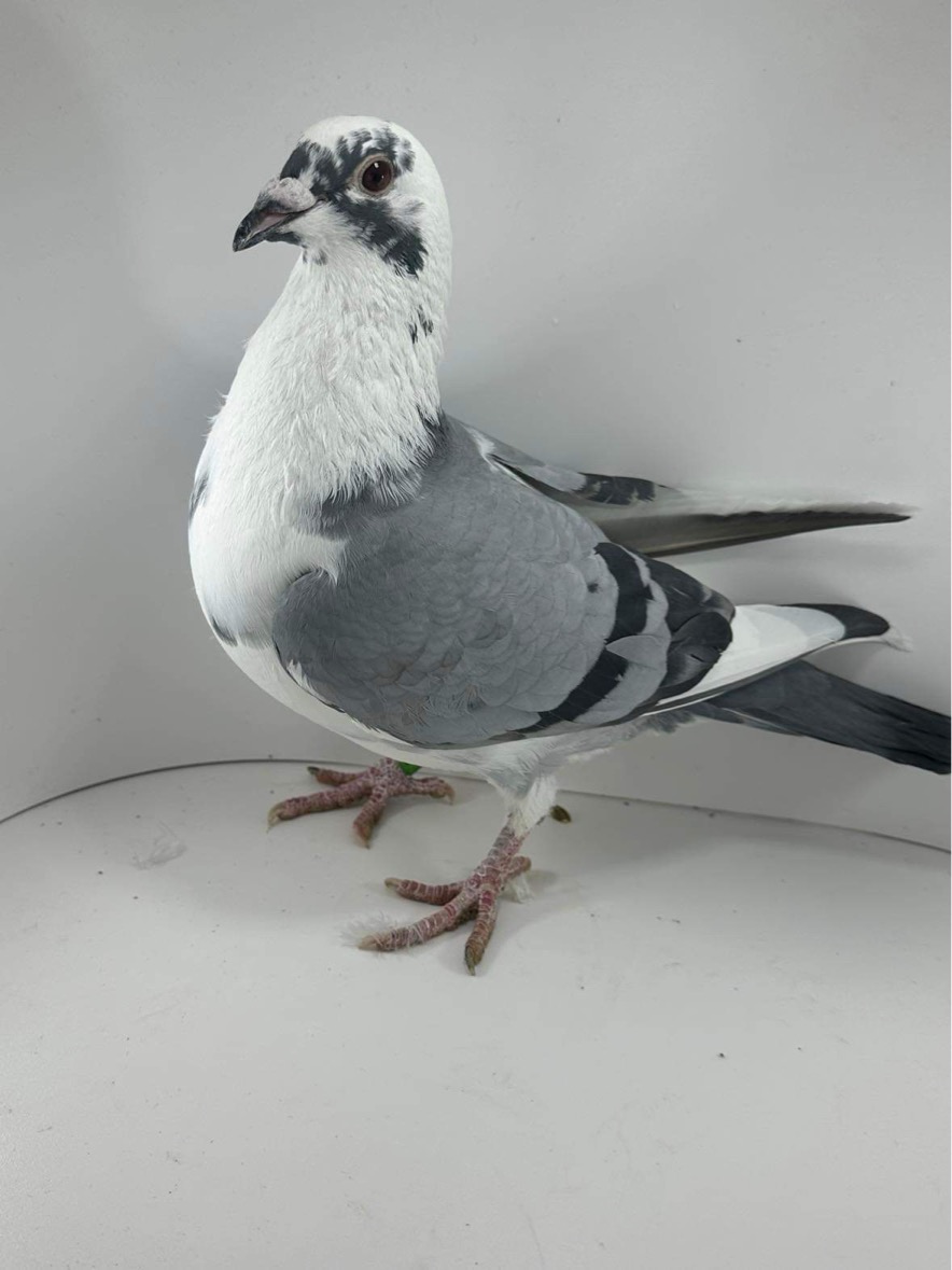 Marcin Zborowski - Profesjonalny portal aukcyjny gołębi pocztowych ...