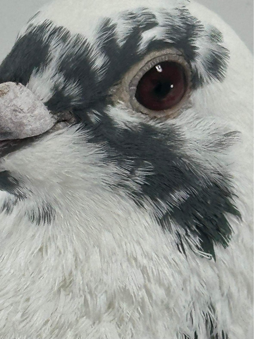 Marcin Zborowski - Profesjonalny portal aukcyjny gołębi pocztowych ...