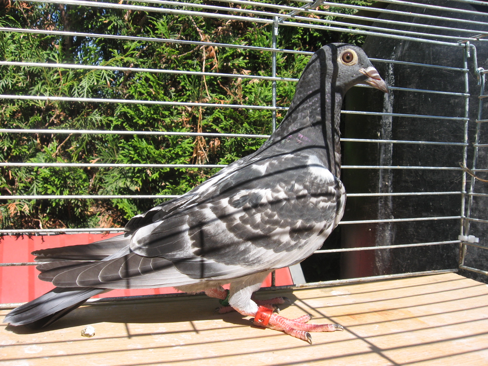 Mocny inbred na "Pitbull" - Professional pigeon auction portal, pigeons ...