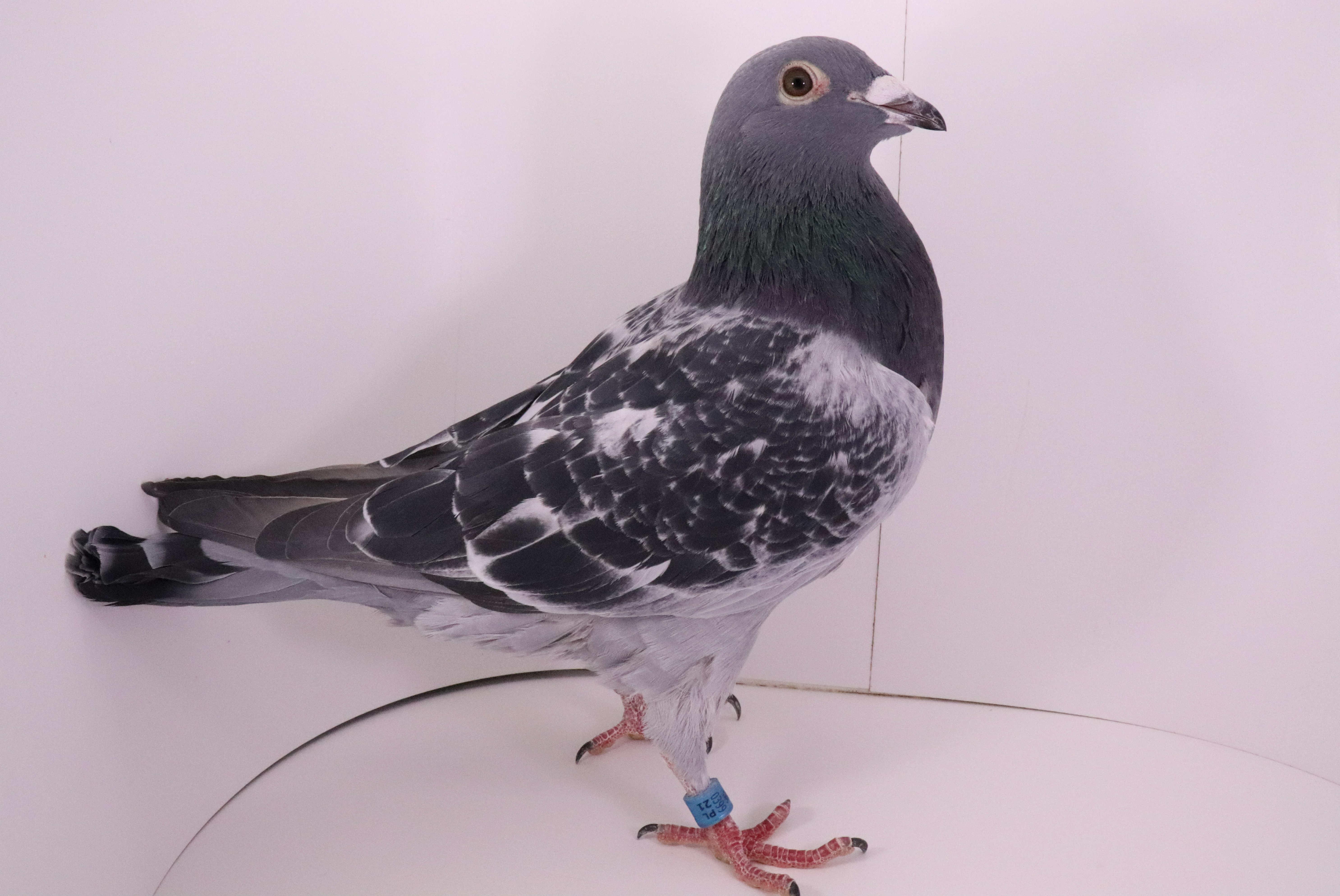 Mocny inbred na "Pitbull" - Professional pigeon auction portal, pigeons ...