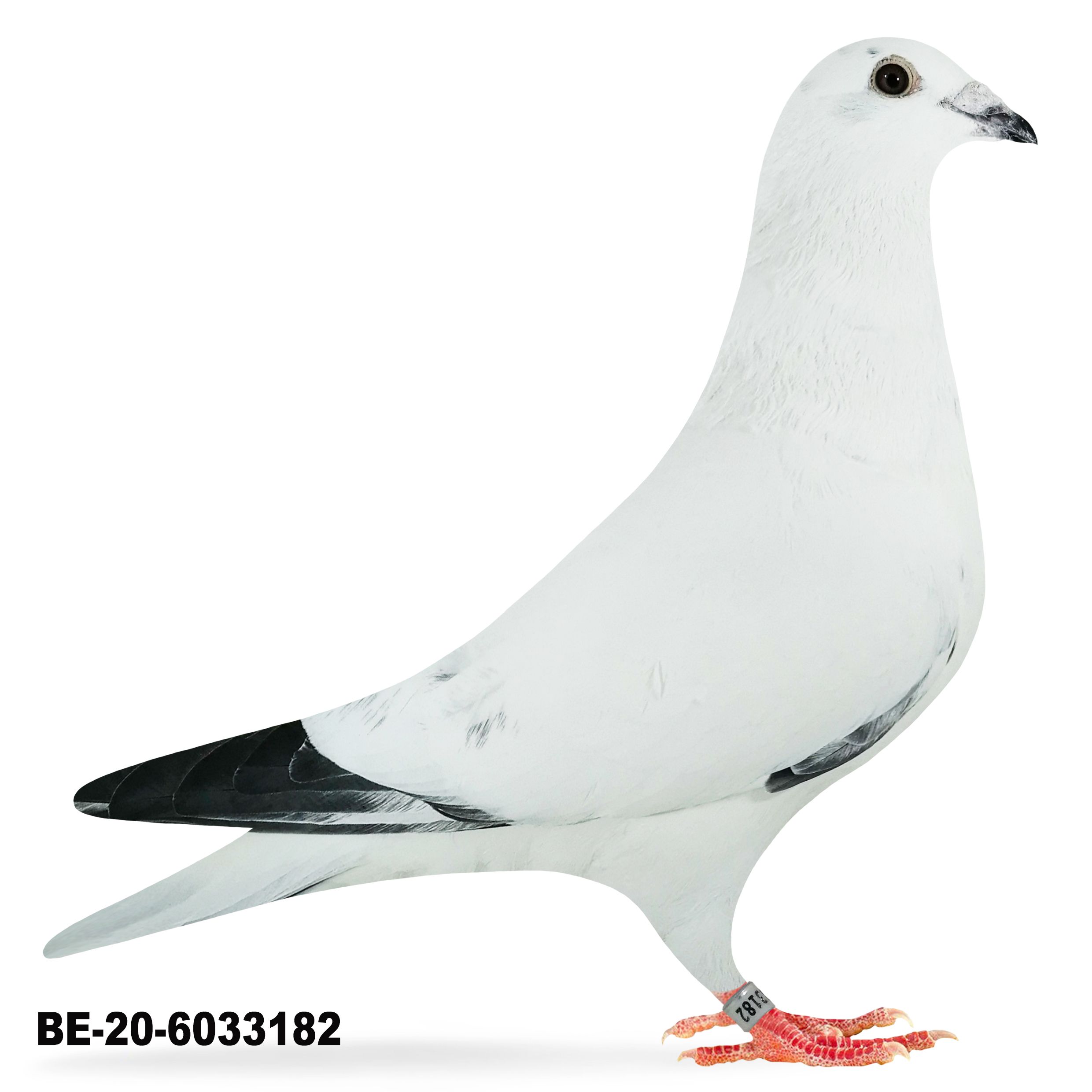 NL-22-8414180 Mocny inbred Pitbull 777 - Profesjonalny portal aukcyjny ...