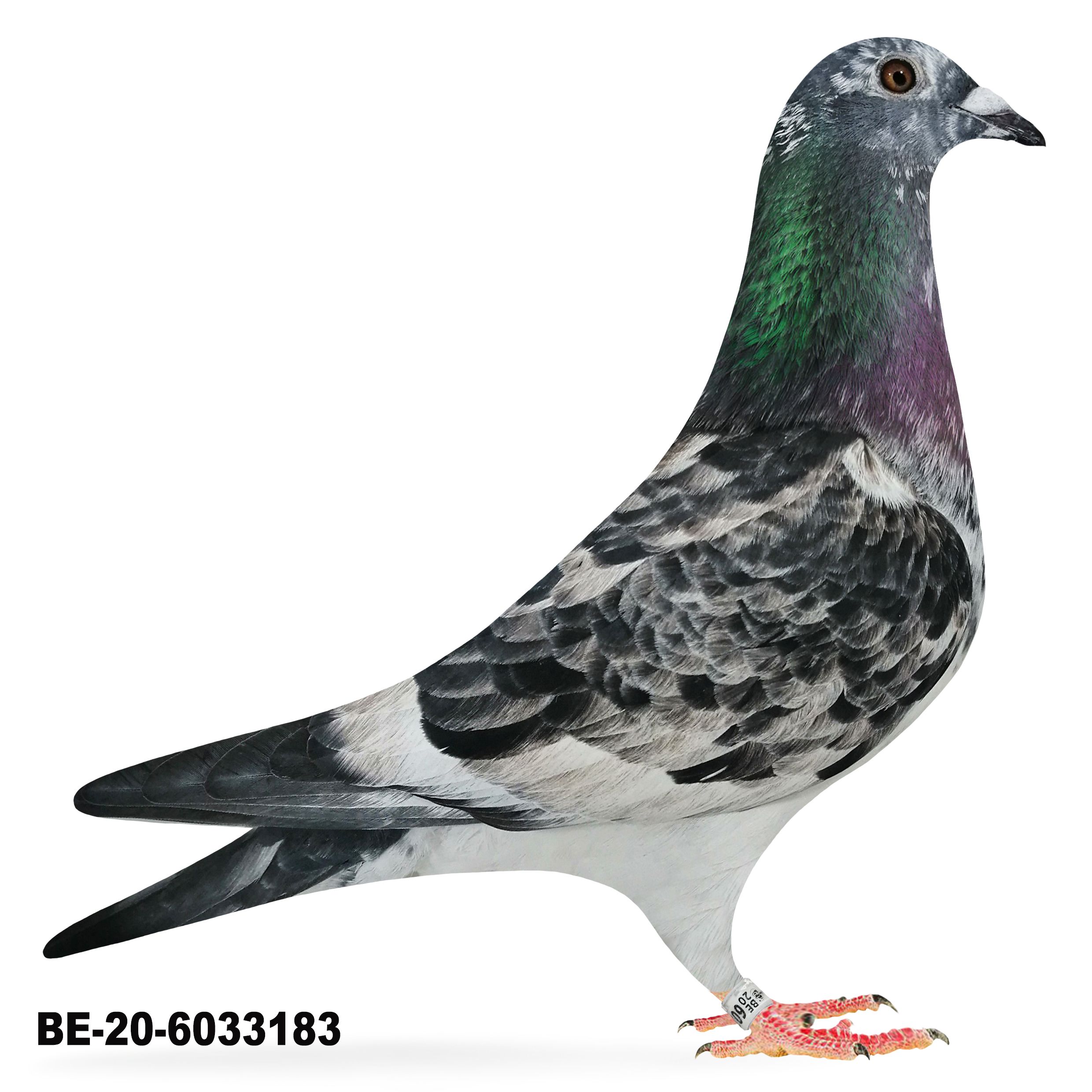 NL-22-8414180 Mocny inbred Pitbull 777 - Profesjonalny portal aukcyjny ...