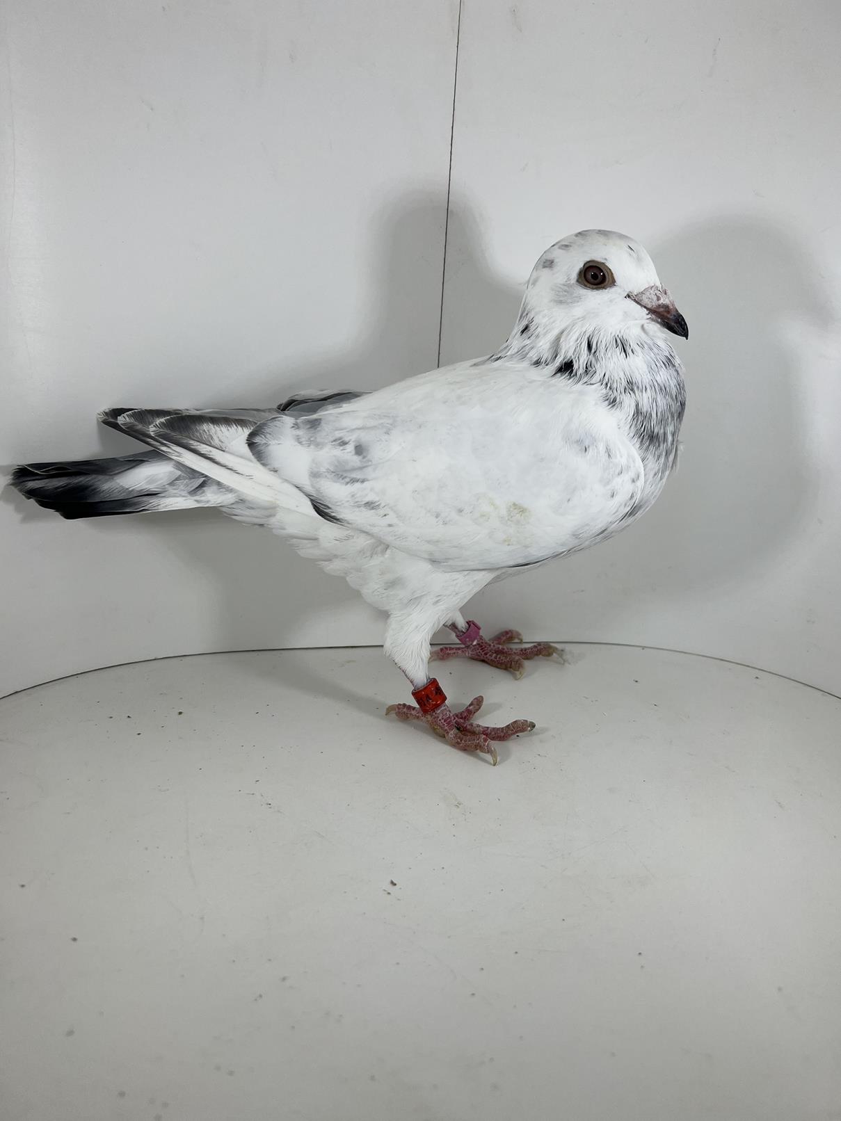 NL-22-8465914 Mocny inbred Pitbull 777 - Profesjonalny portal aukcyjny ...