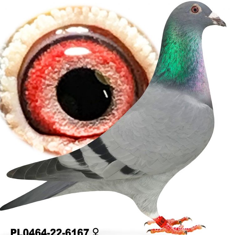 Paterak/Petryszyn WANDENABEELE - Profesjonalny portal aukcyjny gołębi ...