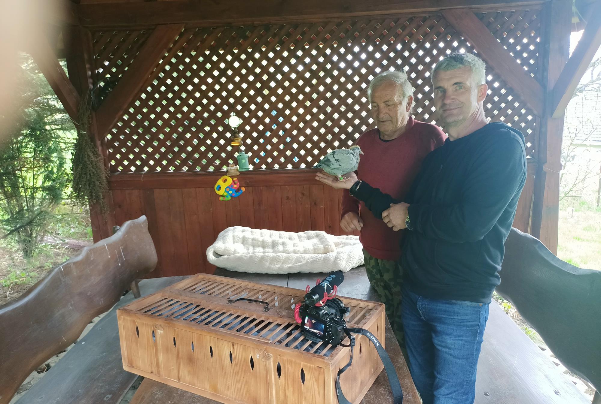 PL-020-23-1102 - Profesjonalny portal aukcyjny gołębi pocztowych, gołębie od mistrzów Polski ...