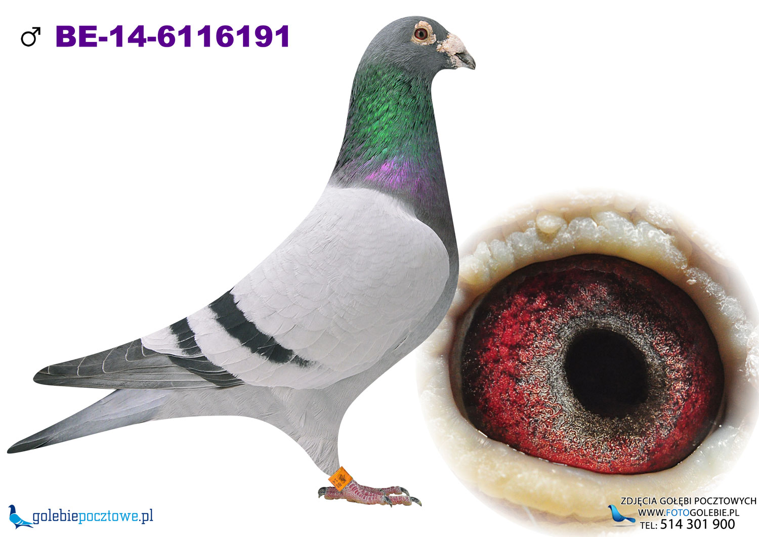 PL-0206-18-487(samica, inbred SUN – B.Steveninck) + gratis BE-2014 ...