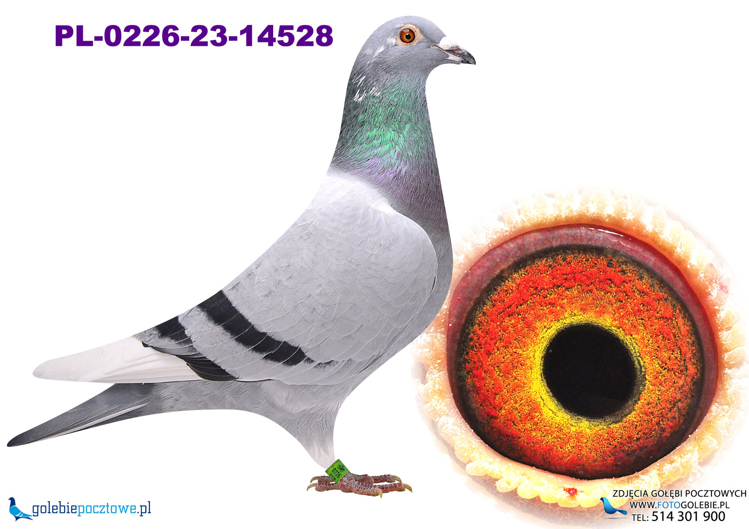 PL-0226-23-14528 R.D. FABER / KITEL LEO - Profesjonalny portal aukcyjny ...