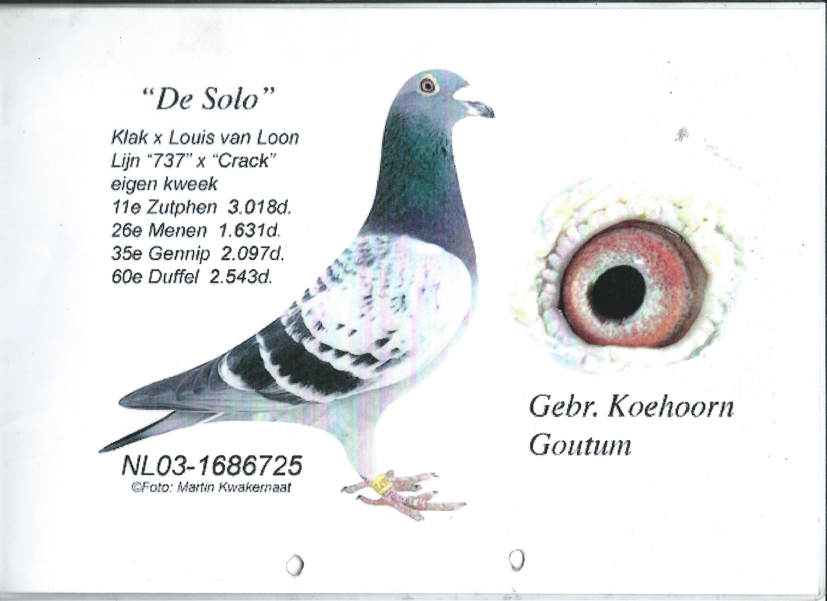 Pl-0287-2023-1747 Schellens linia National 1 x Drapa x De Klak 613 ...