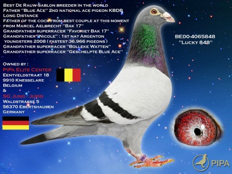 PL-0287-21-4059 Batenburg v/d Merwe / De Rauw-Sablon - Professional pigeon auction portal ...