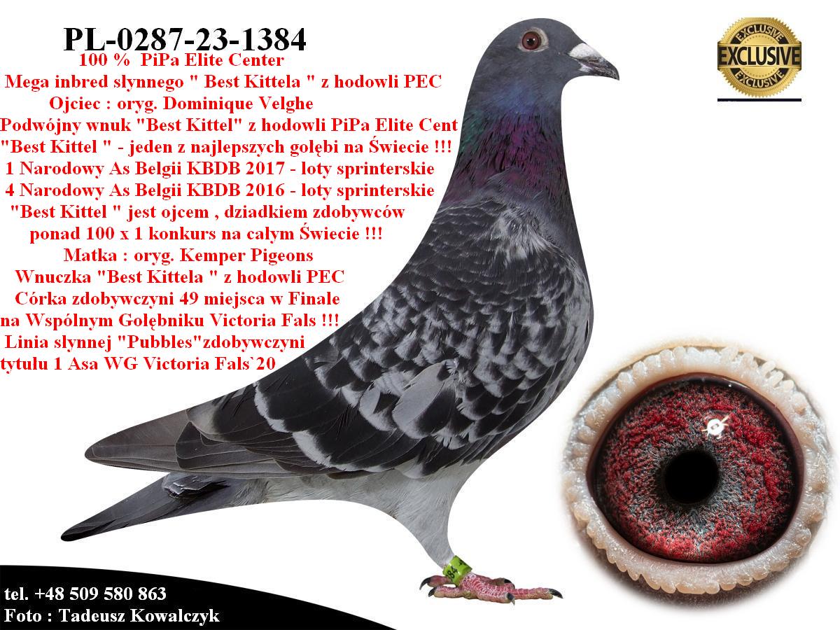 PL-0287-23-1384 Super inbred "Best Kittel" PiPa Elite Center ...