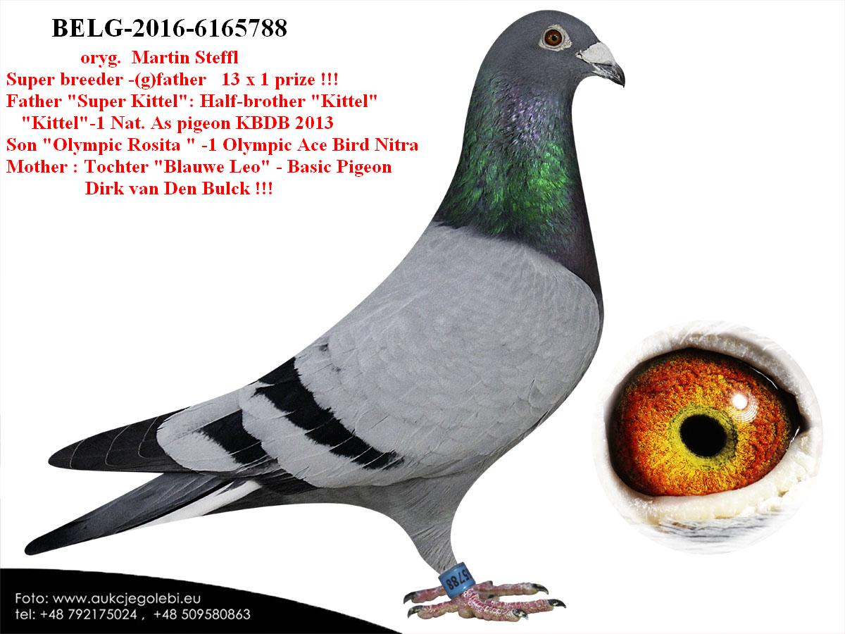 PL-0287-23-1426 Mega geny hodowli Dirka van Den Bulcka - Profesjonalny ...