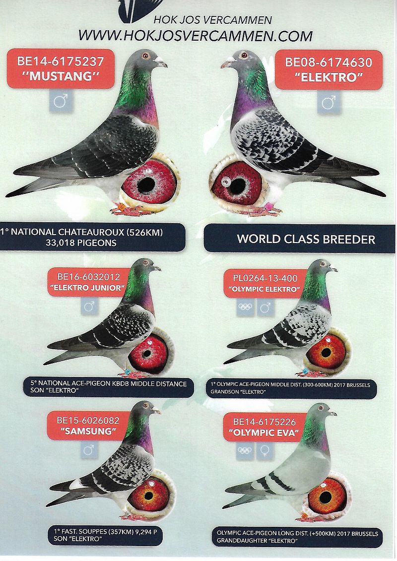 PL-0287-23-1480 Linia bazowa hodowli Josa Vercammena - Profesjonalny ...