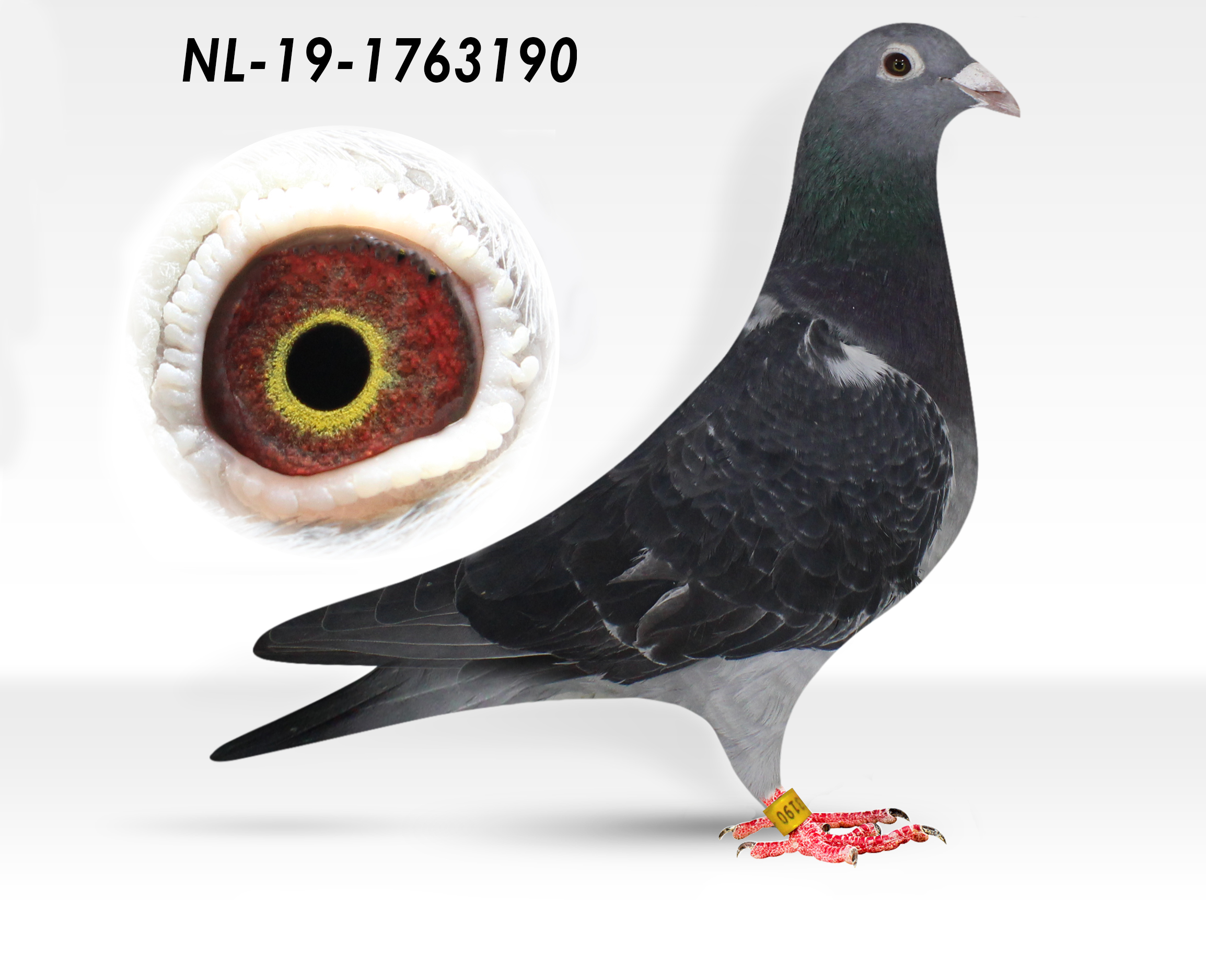 PL-0318-21-1678 - Machiel Buijk - Professional pigeon auction portal ...