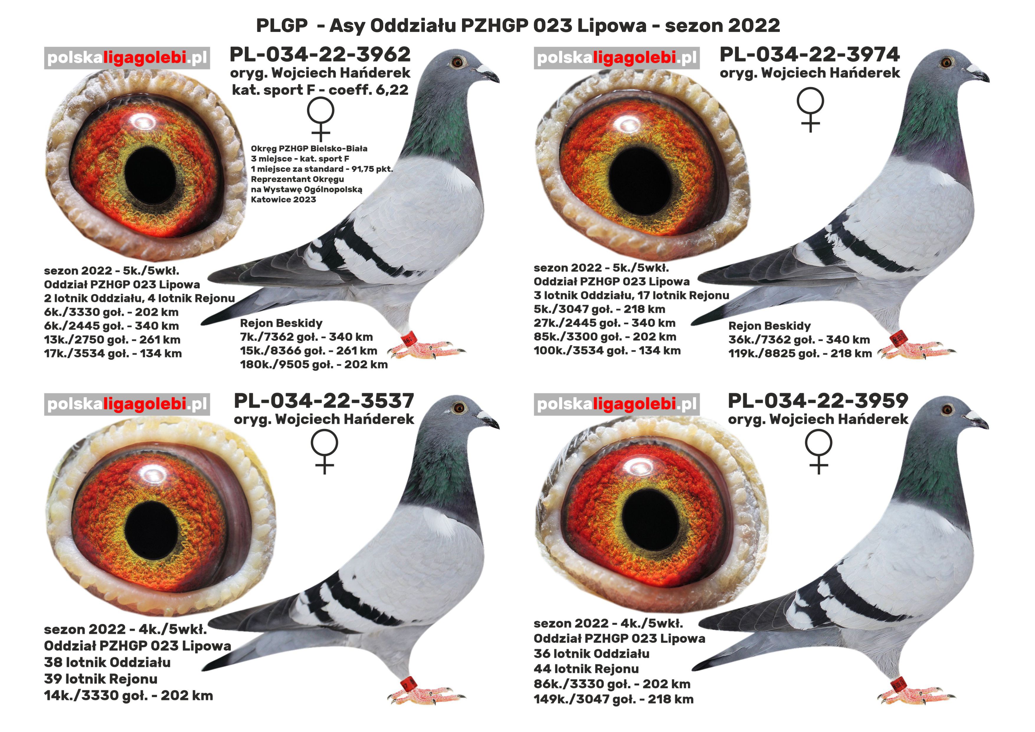 PL-034-23-4537 - inbred DAKARA - Profesjonalny portal aukcyjny gołębi pocztowych, gołębie od ...