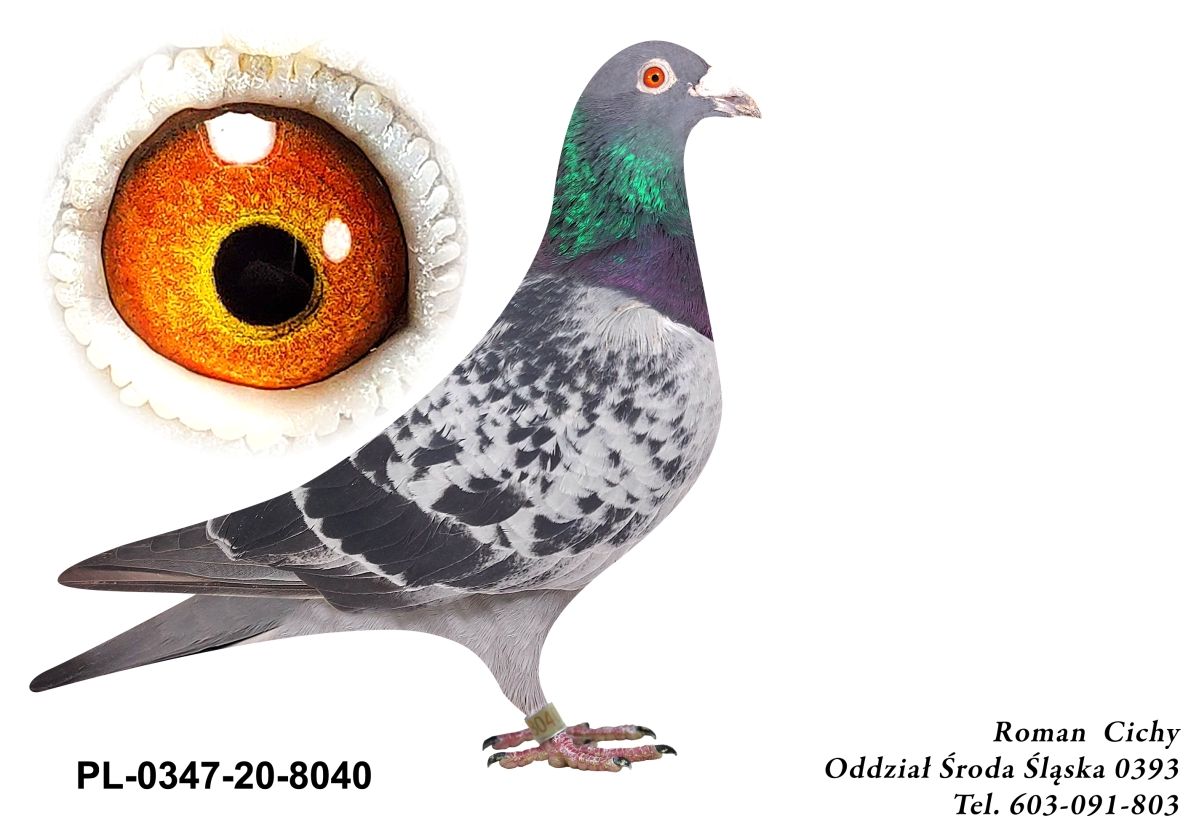 PL-0347-20-8040 org. SZYPA-IDCZAK - Profesjonalny portal aukcyjny ...