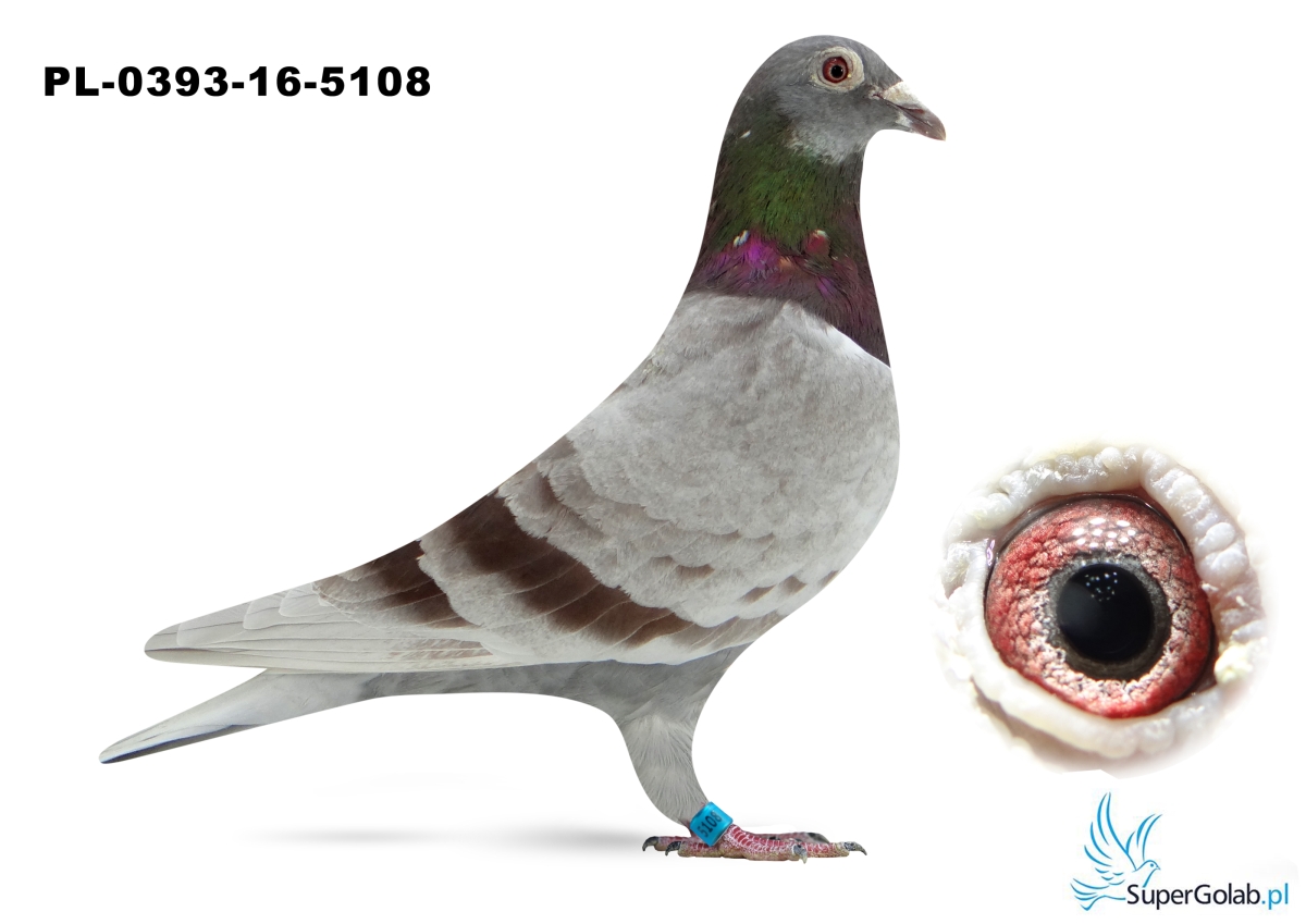 PL-0347-20-8040 org. SZYPA-IDCZAK - Profesjonalny portal aukcyjny ...
