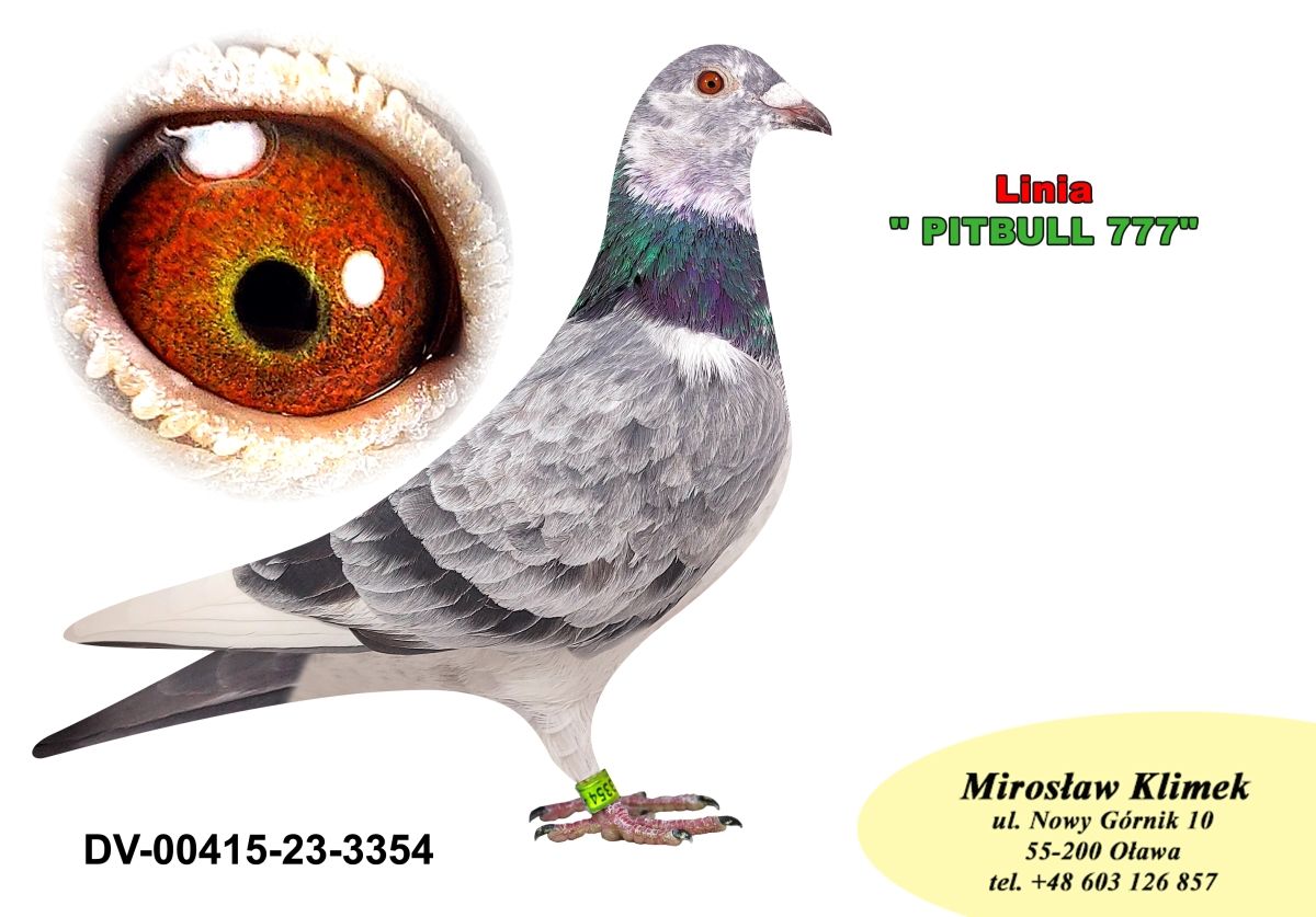 PL-0350-25-505 wnuk „BRZESKIEJ x Inbred PITBULL 777 - Profesjonalny ...