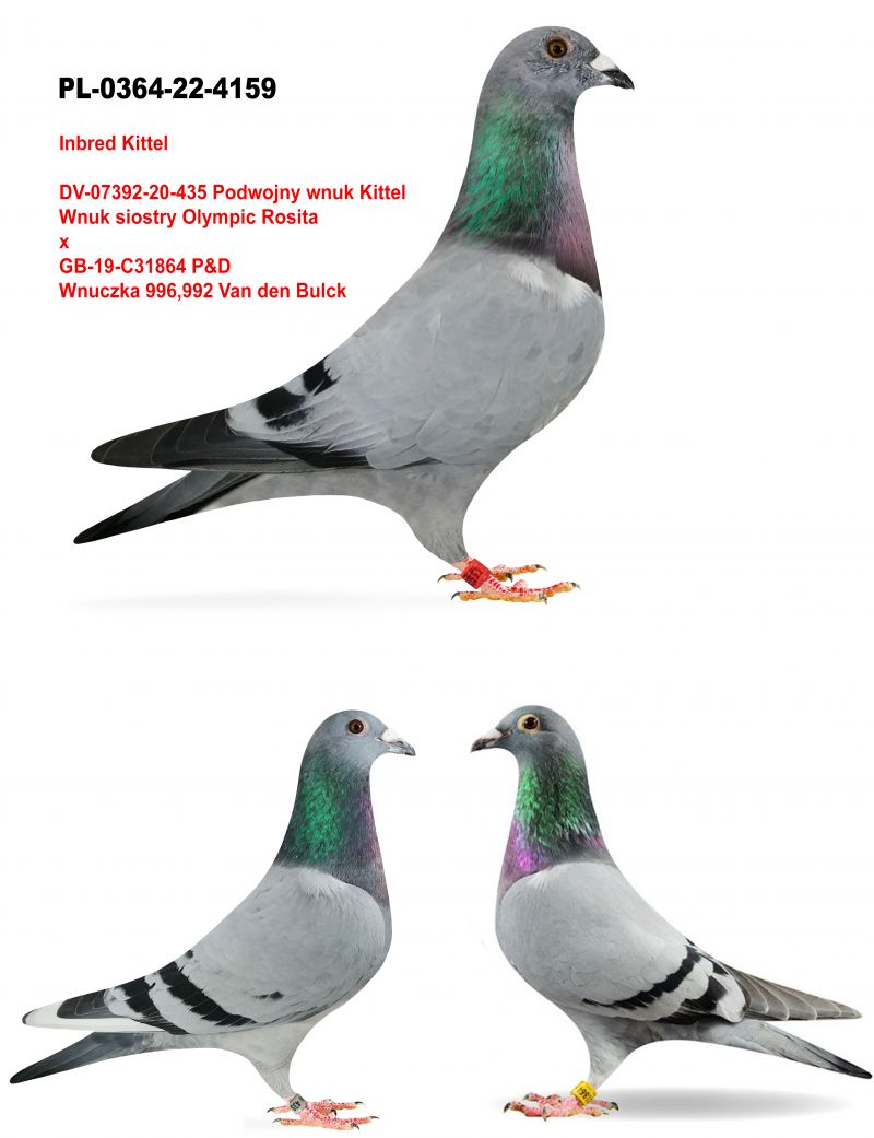 Pl-0364-22-4159 Inbred Kittel Dirck van den Bulck - Professional pigeon ...