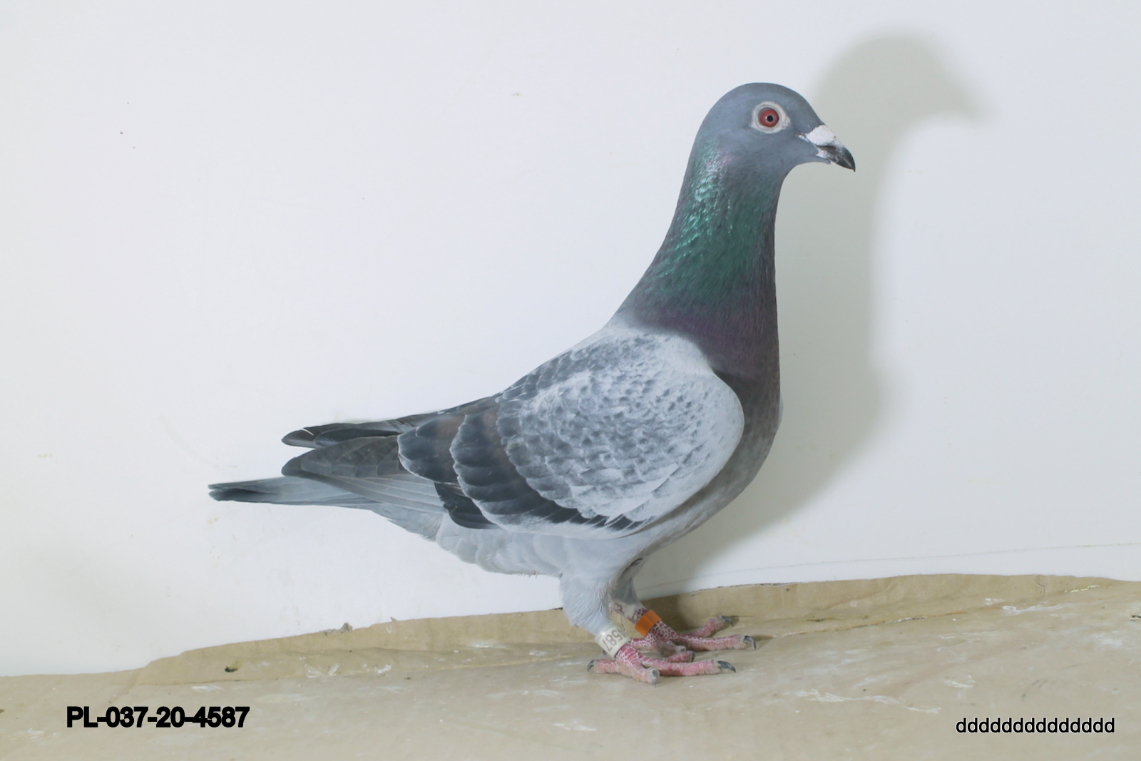 PL-037-20-4587 Meulemans lin ,, Kadet - Profesjonalny portal aukcyjny ...