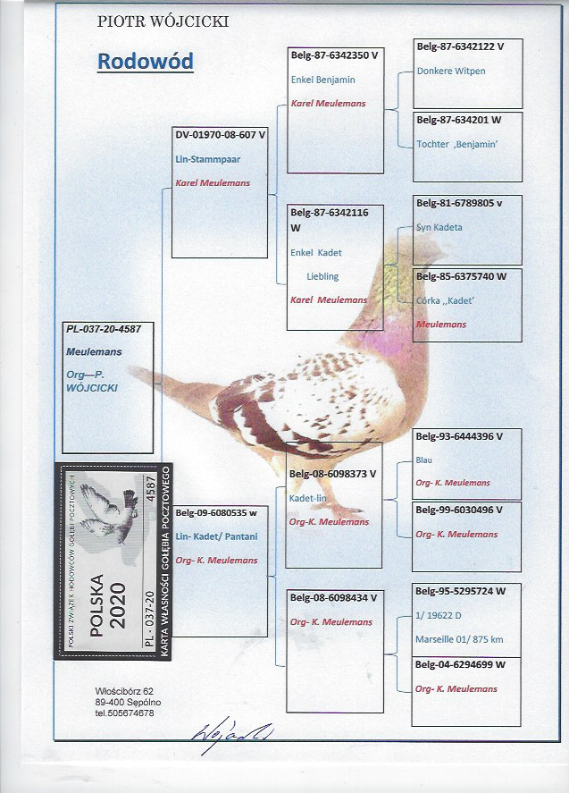PL-037-20-4587 Meulemans lin ,, Kadet - Profesjonalny portal aukcyjny ...