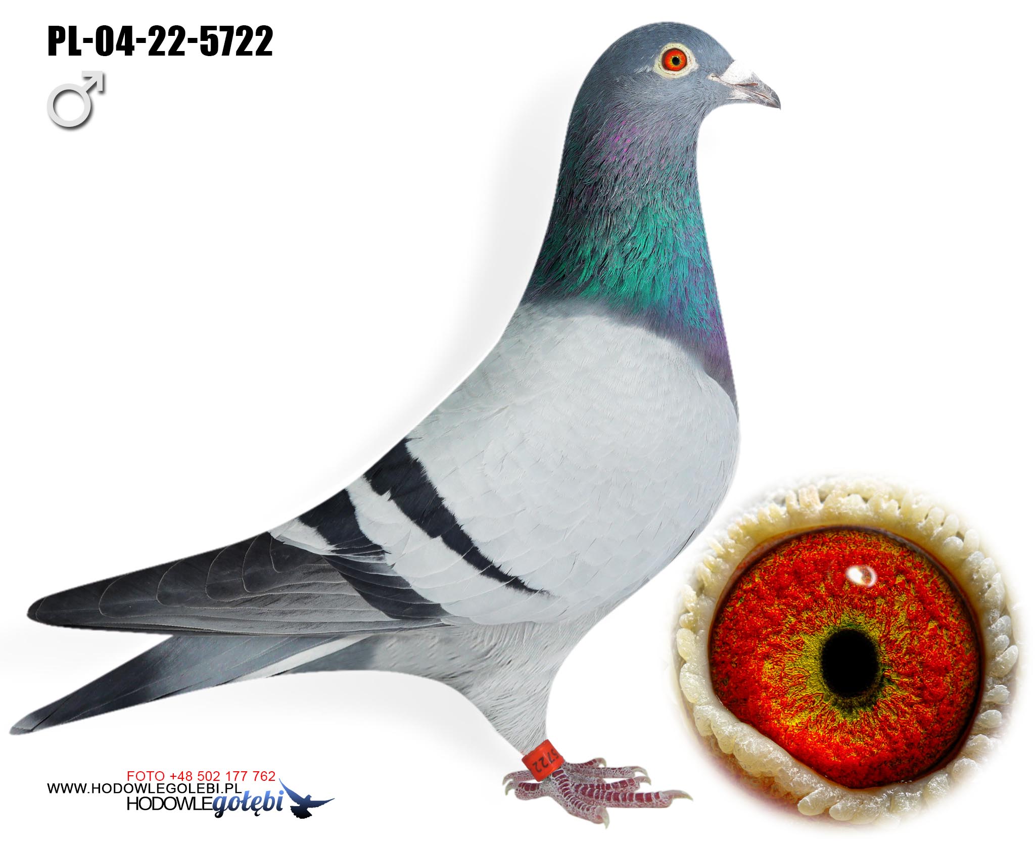 PL-04-22-5722 - syn New Laureat i Blue Ace x siostra Blue Ace ...