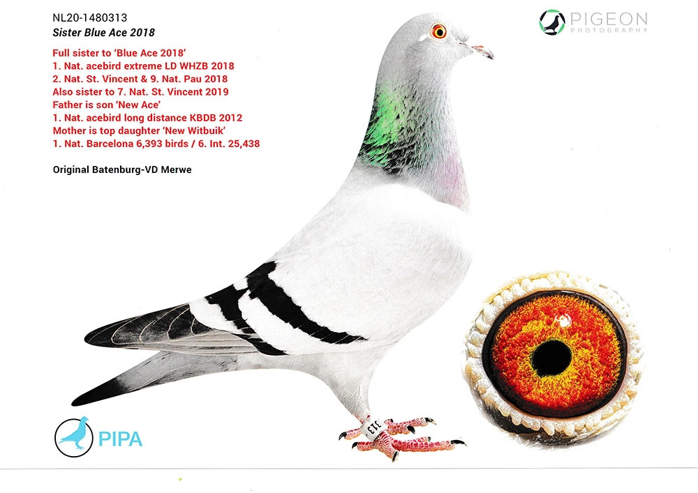 PL-04-22-5722 - syn New Laureat i Blue Ace x siostra Blue Ace ...