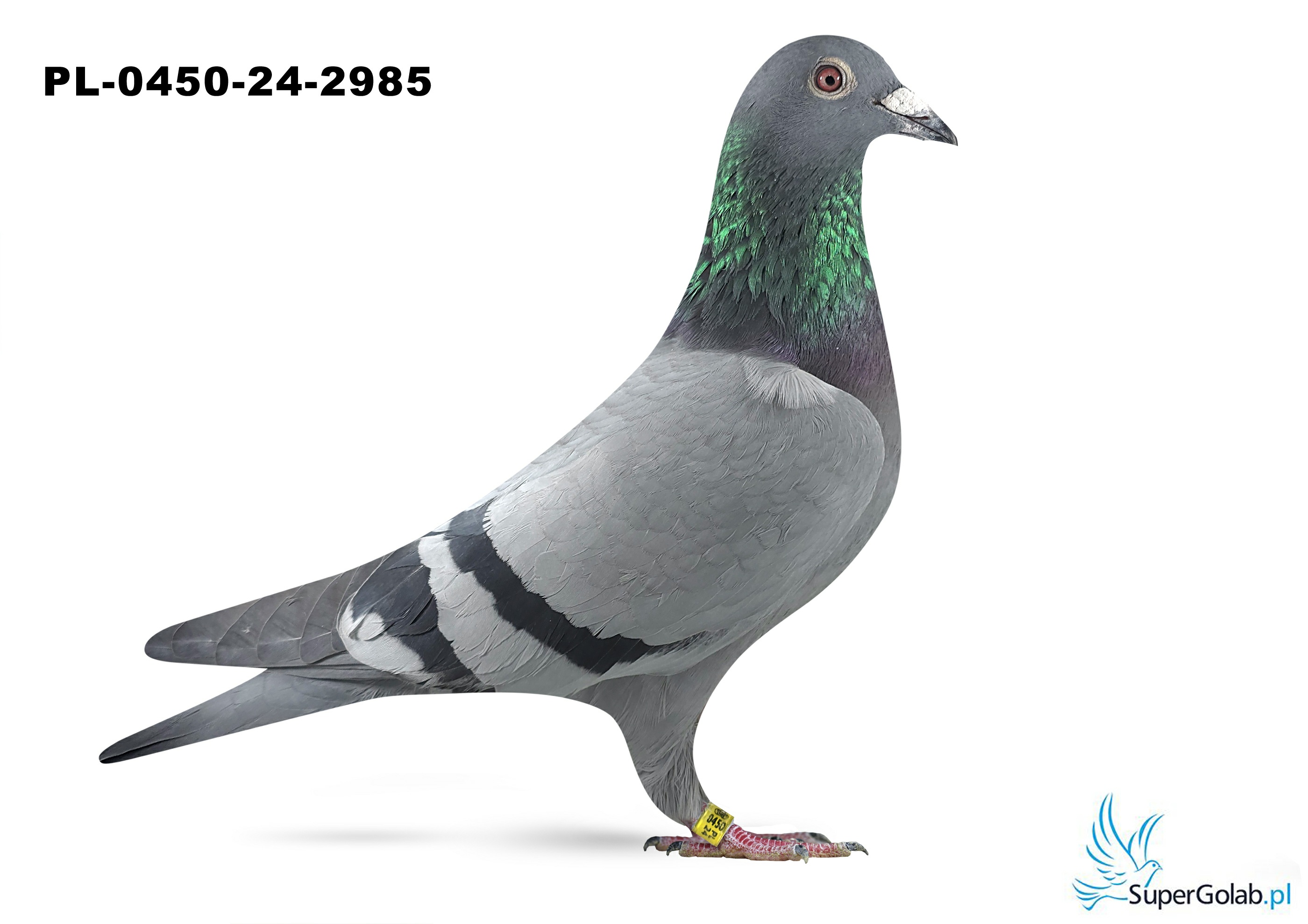 PL-0450-24-2985 Brat 9 Ojciec 6 Asa Polski x Córka Dwójki Matka 6 Asa ...