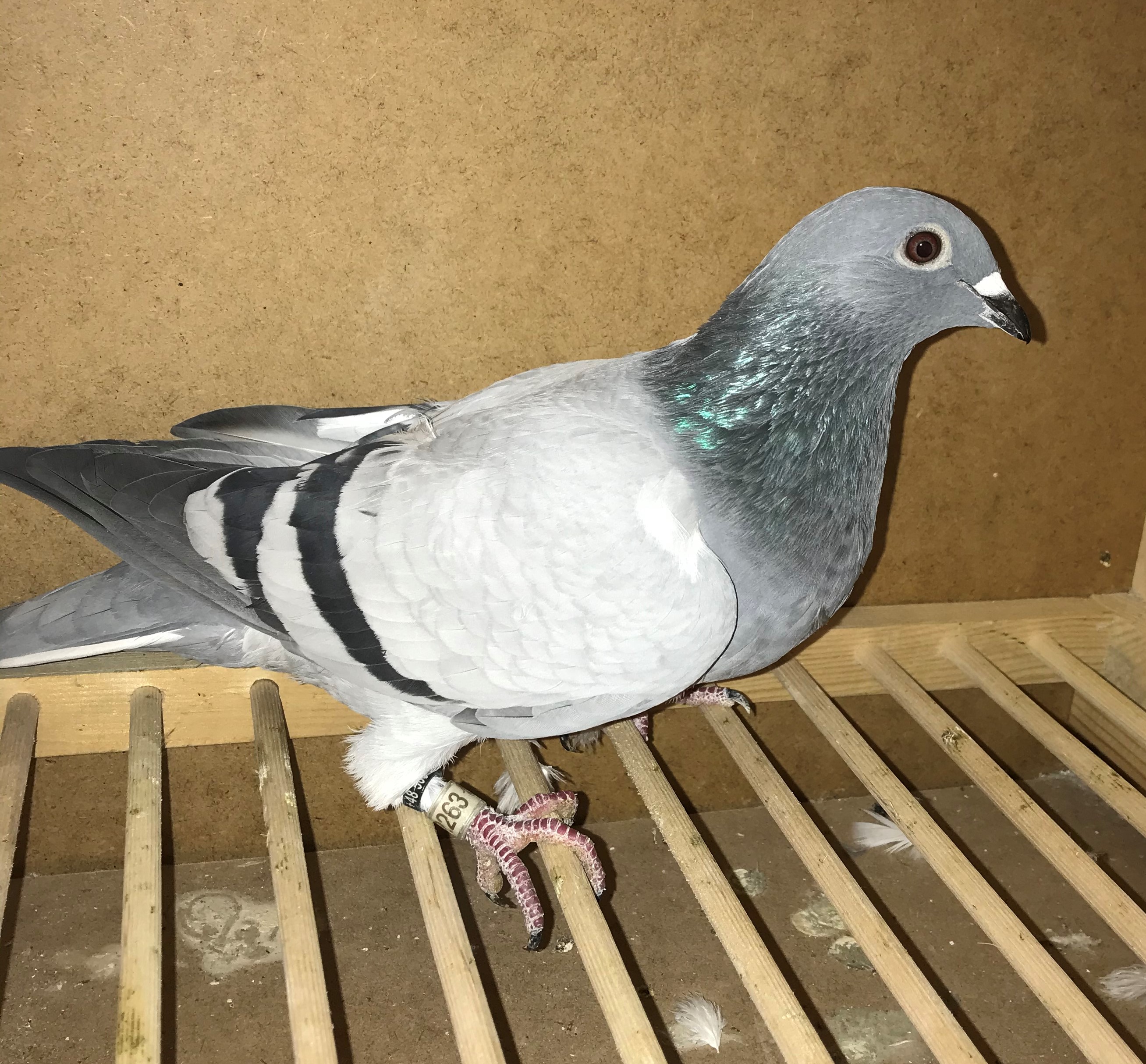 PL-053-20-12263 Piwowarczyk Adam x Roger Engelen x Henri Menten ...