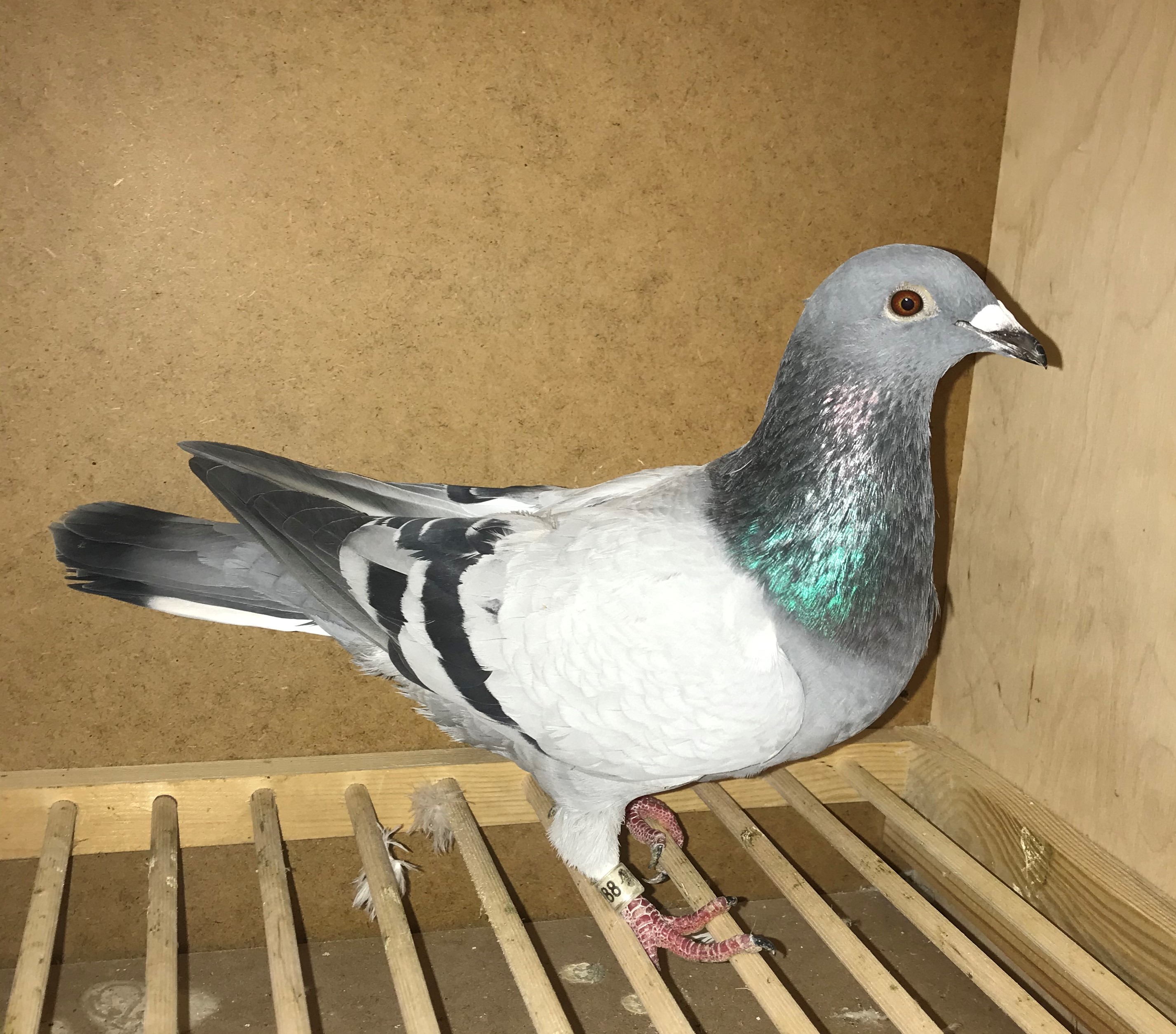 PL-053-20-12288 Roger Engelen X Piwowarczyk Adam - Profesjonalny portal ...