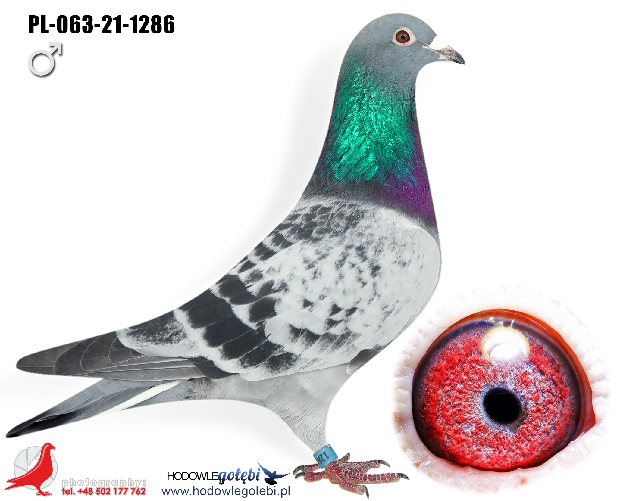 PL-063-21-1286 - Professional pigeon auction portal, pigeons from ...